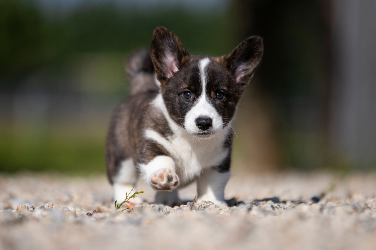 Over ons | MM Welsh Corgi Cardigans