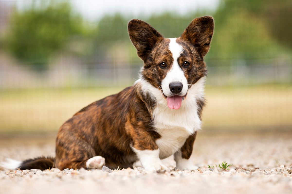Over ons | MM Welsh Corgi Cardigans