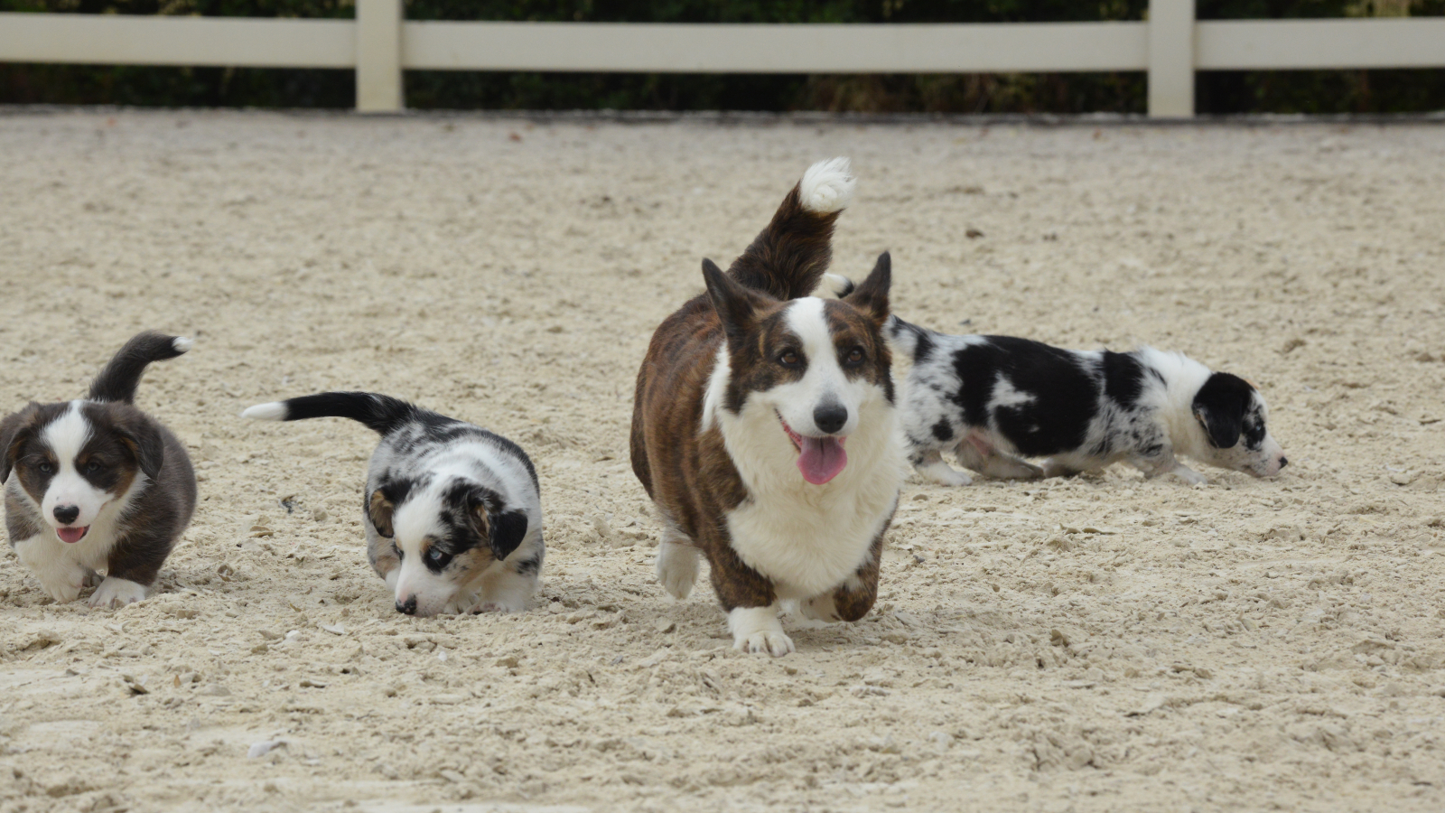Home | MM Welsh Corgi Cardigans